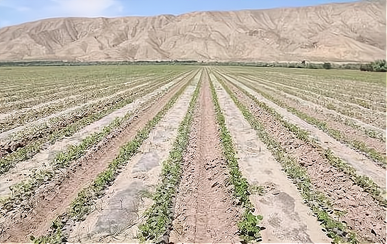 探索哈萨克族财富密码传统游牧文化转型现代产业链，看他们如何把握创业新机会！_加盟星百度招商加盟服务平台